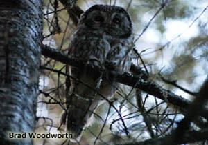 Avian Conservation and Ecology